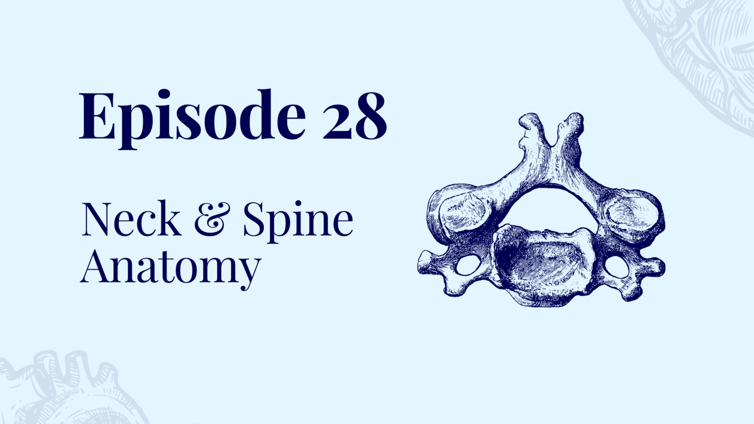 Episode 28 - Neck and Spine Anatomy with Dr. Susan Lammi - Primary Cast